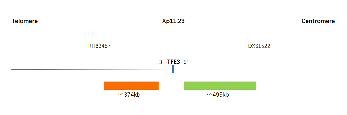TFE3 Dual Color Break Apart Probe-厦门龙进生物科技有限公司