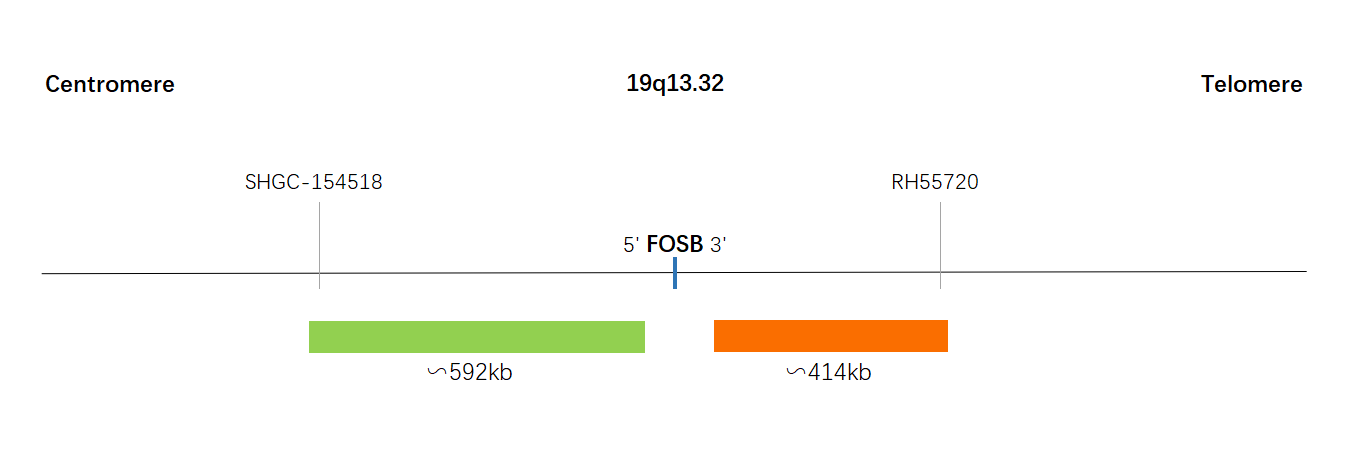 FOSB Dual Color Break Apart Probe-厦门龙进生物科技有限公司