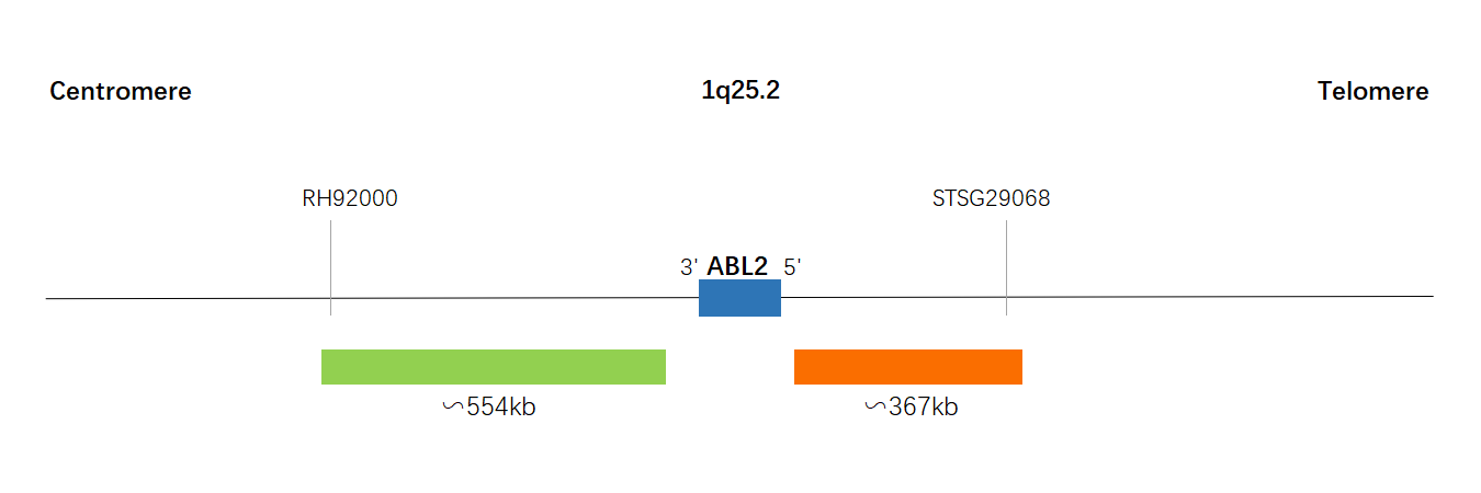 ABL2 Dual Color Break Apart Probe-厦门龙进生物科技有限公司